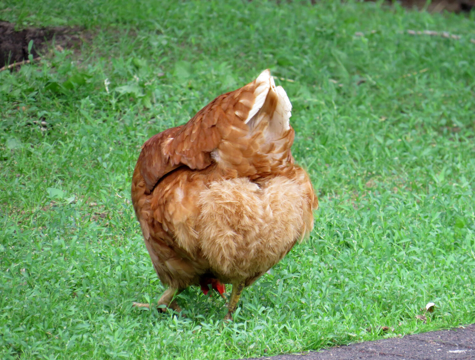 Vent Gleet in Chickens - Backyard Poultry